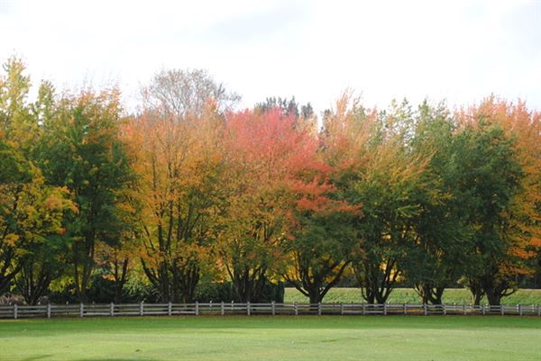 Maplehurst Farm - Mount Vernon, WA - Wedding Venue