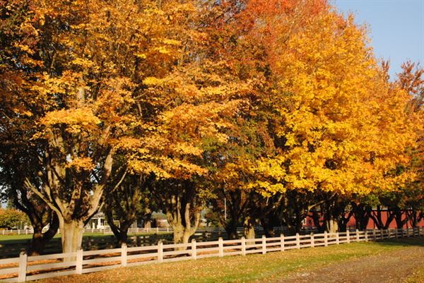 Maplehurst Farm - Mount Vernon, WA - Wedding Venue