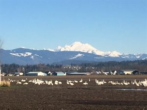Maplehurst Farm - Mount Vernon, WA - Wedding Venue