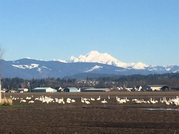Maplehurst Farm - Mount Vernon, WA - Wedding Venue