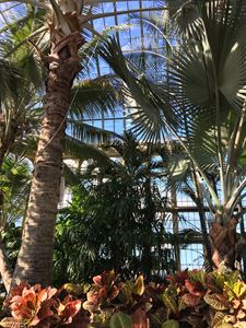 Howard P. Rawlings Conservatory - Baltimore, MD - Wedding Venue